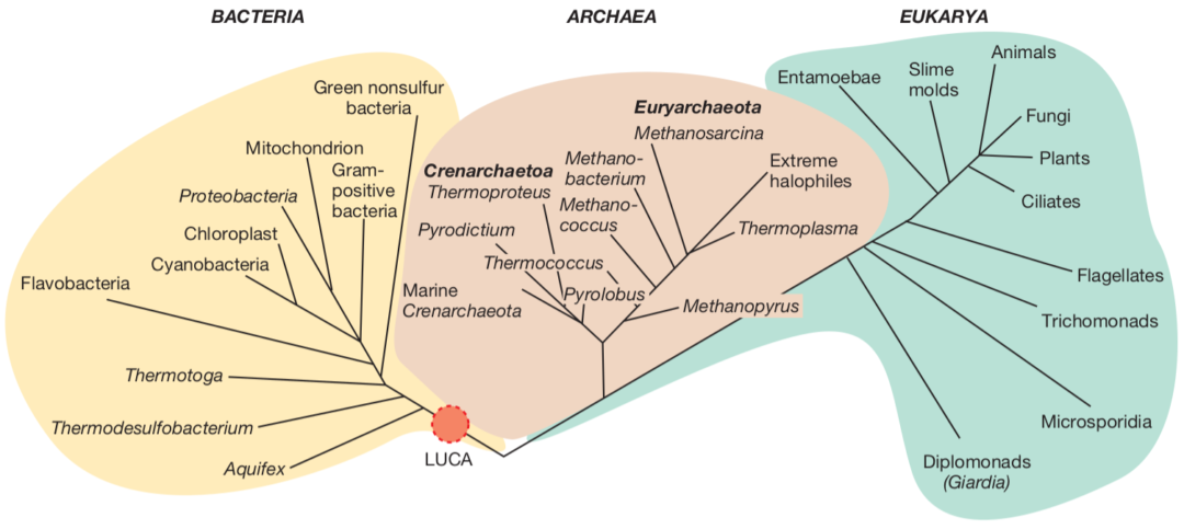 آخرین جد مشترک جهانی (LUCA) – مدرسه دانش